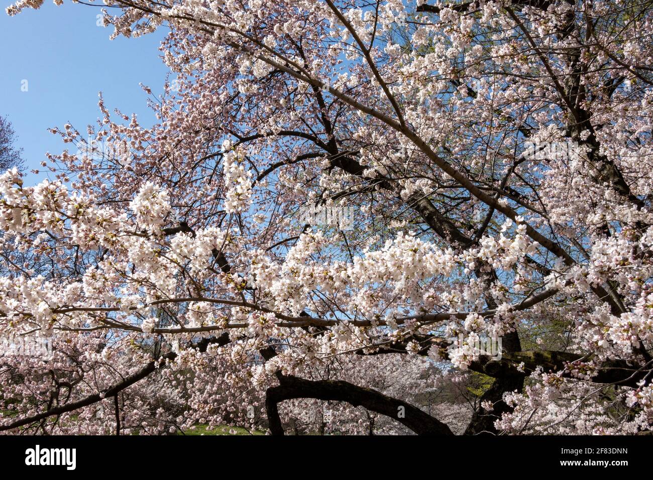Springtime Cherry Trees with Blossoms in Central Park, NYC Stock Photo ...