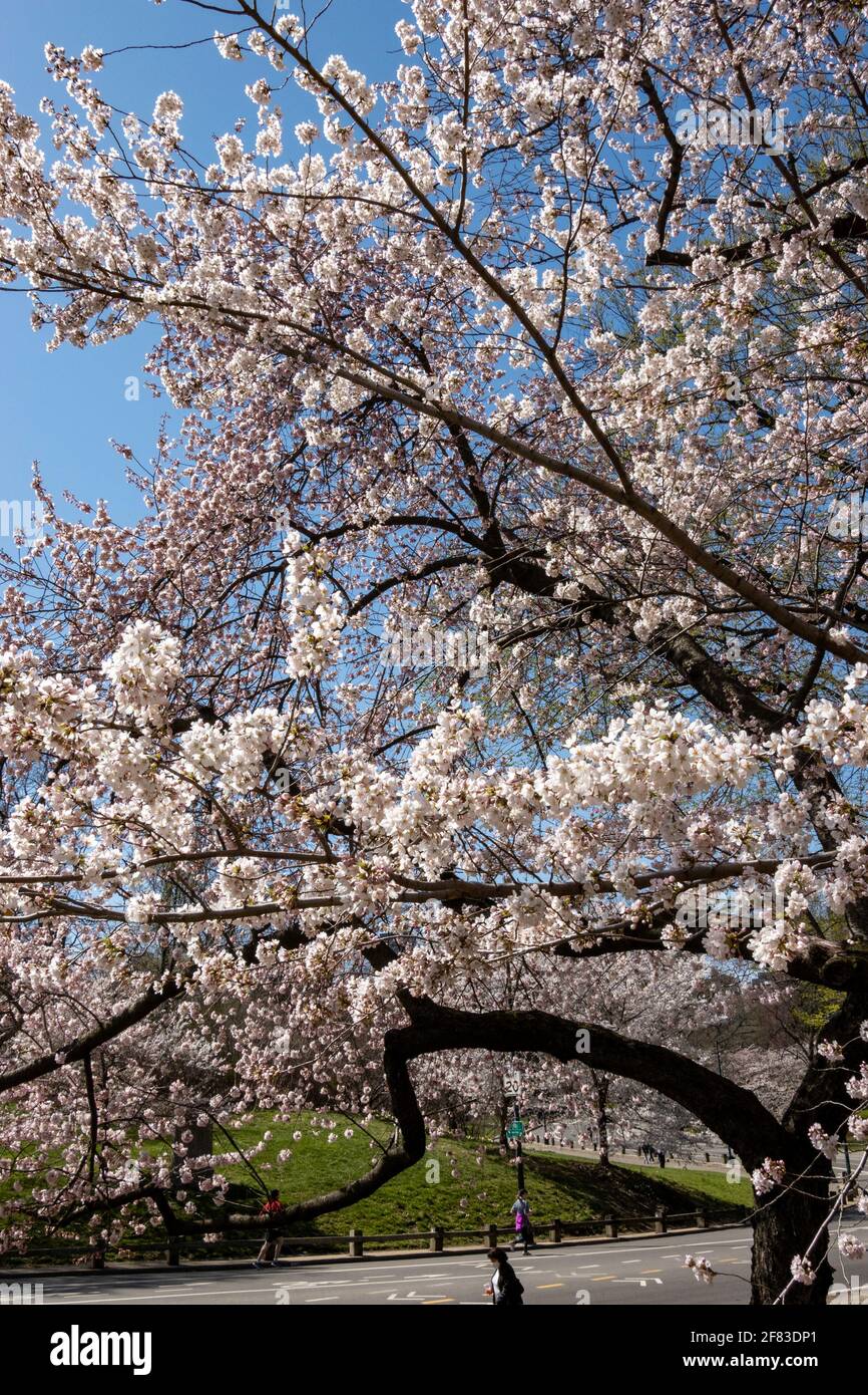Springtime Cherry Trees with Blossoms in Central Park, NYC Stock Photo ...