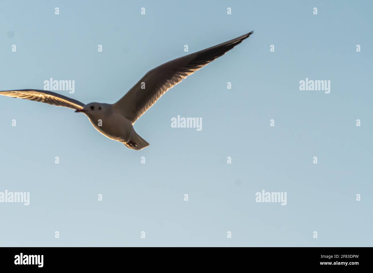 gulls fly over lake Ohrid, natural background Stock Photo - Alamy