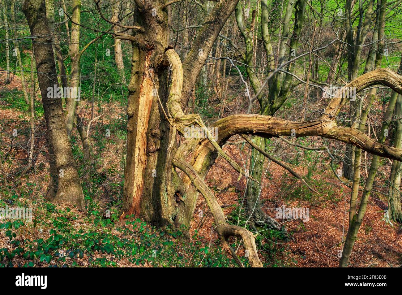Jordanthorpe hi-res stock photography and images - Alamy