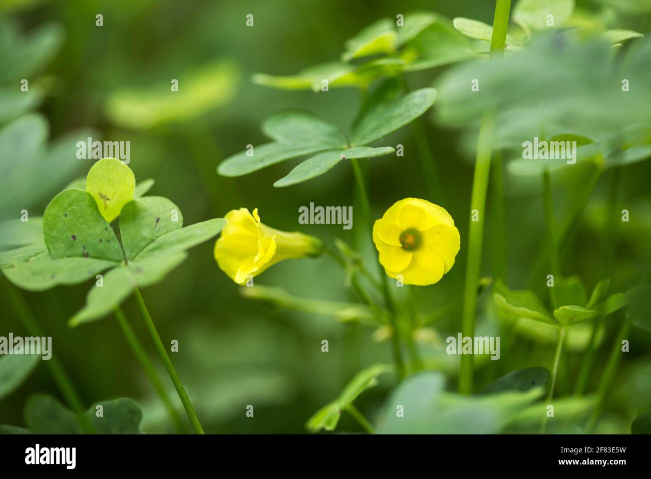 Bermuda buttercup (Oxalis pes caprae) a species of tristylous flowering ...