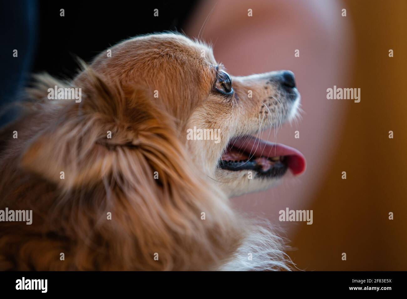 dog face with open mouth and long fur around the neck Stock Photo - Alamy