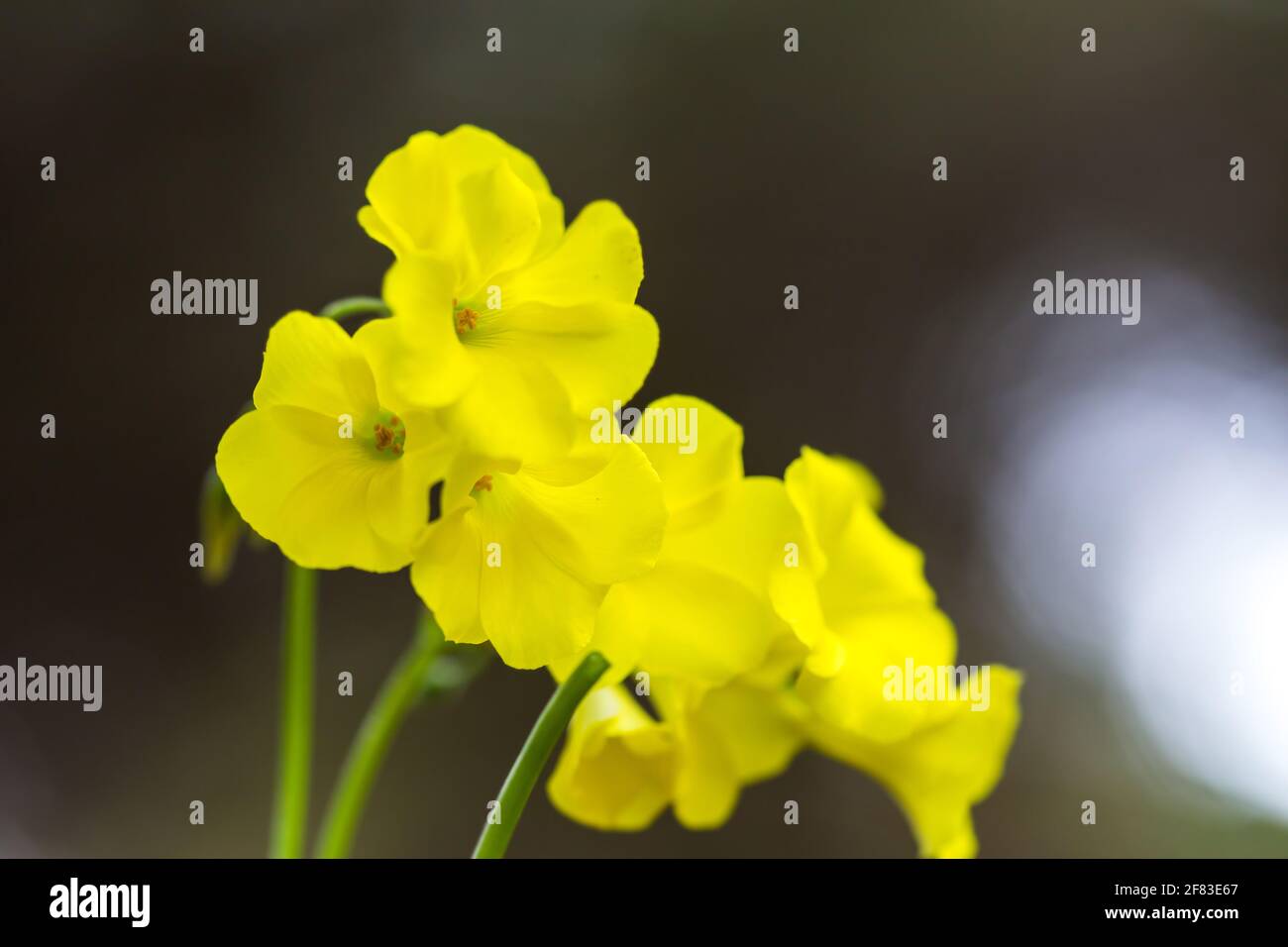Bermuda buttercup (Oxalis pes caprae) a species of tristylous flowering ...