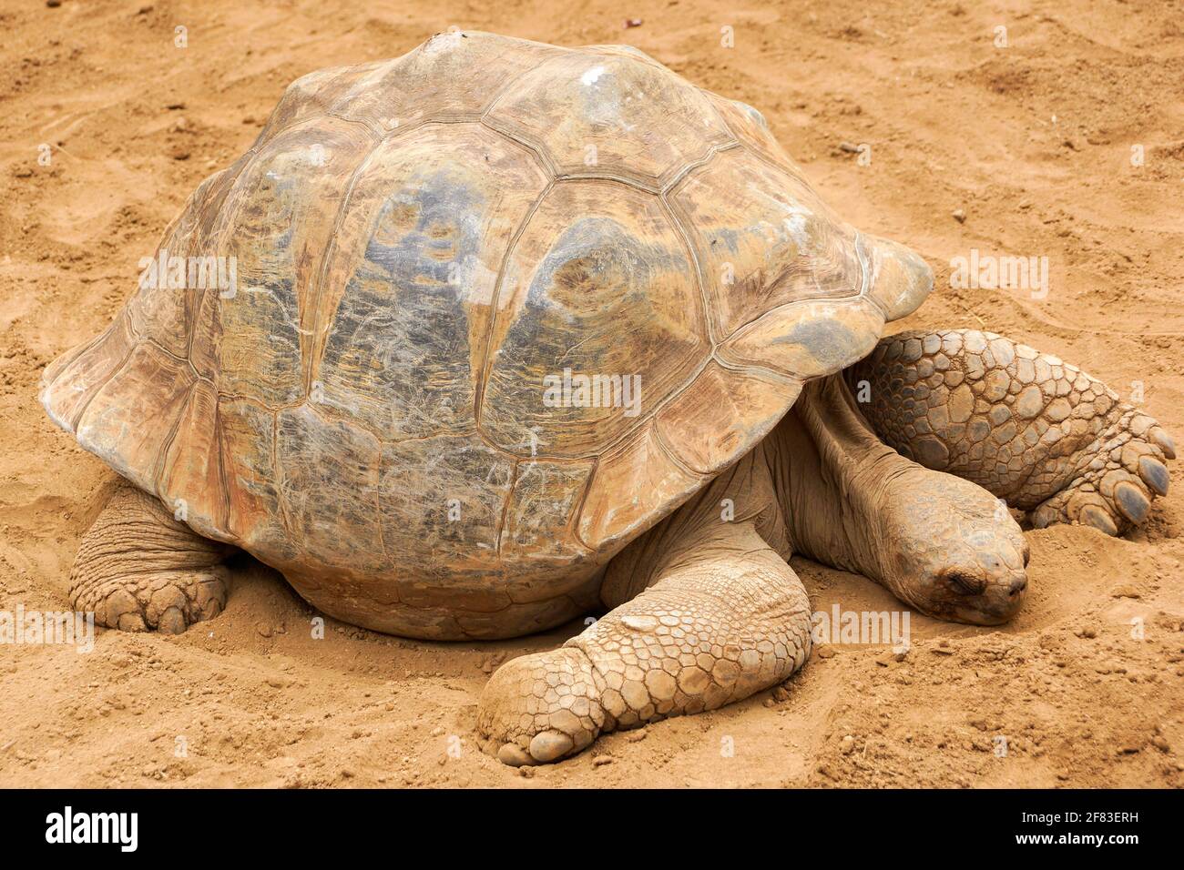 Big turtle close up standing on the ground Stock Photo - Alamy