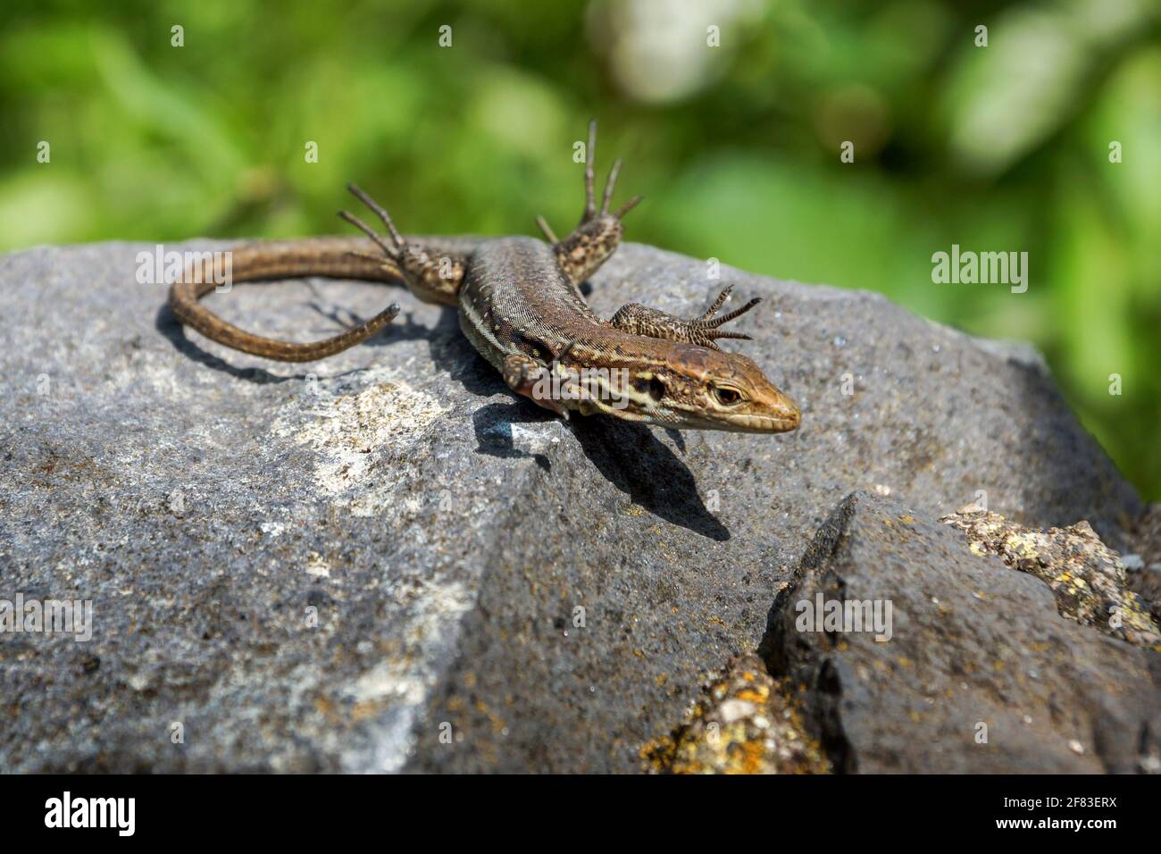 lizard is sitting on the big stone Stock Photo - Alamy