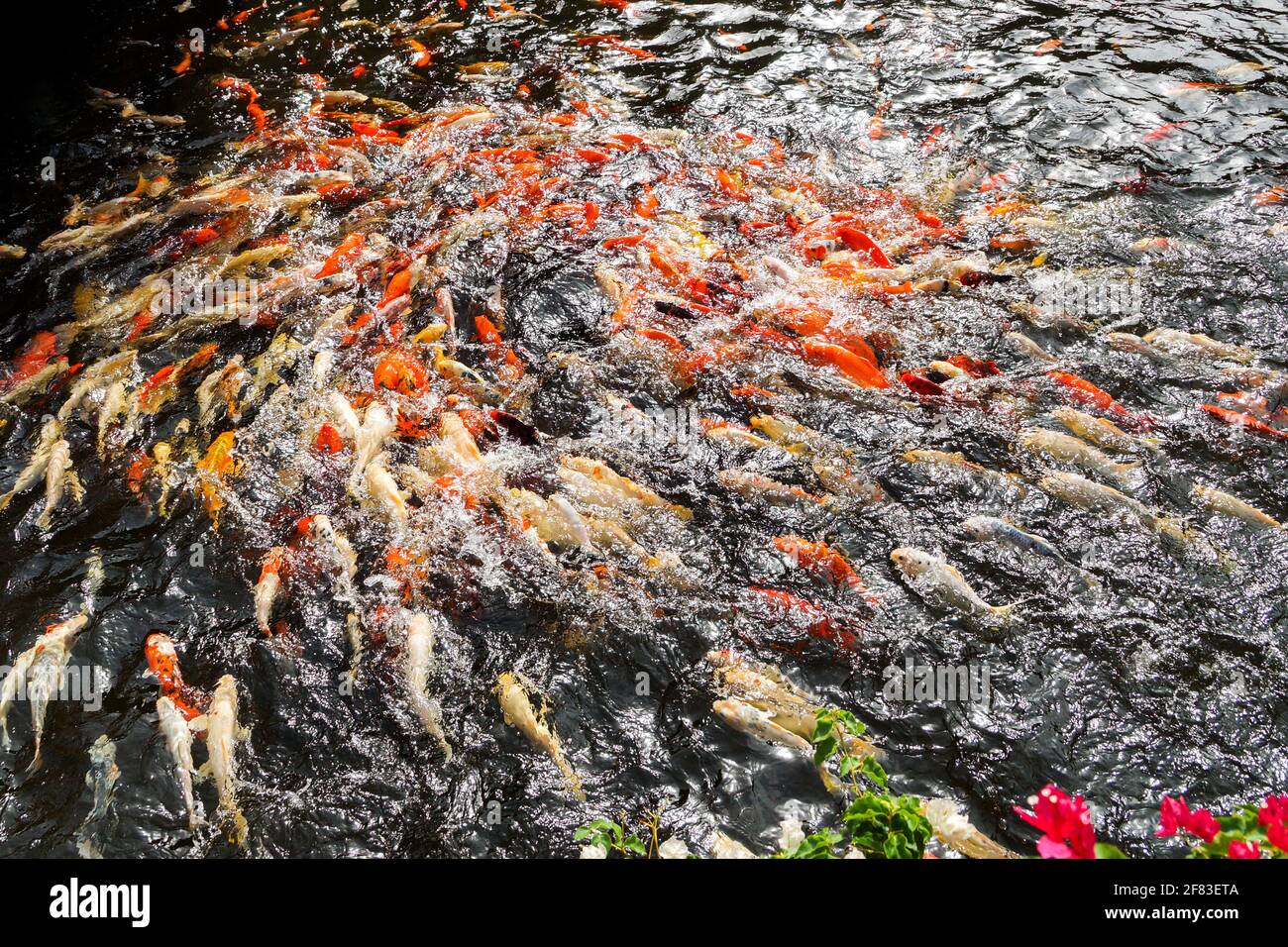 Koi swimming in a water garden,Colorful koi fish,Detail of colorful koi ...