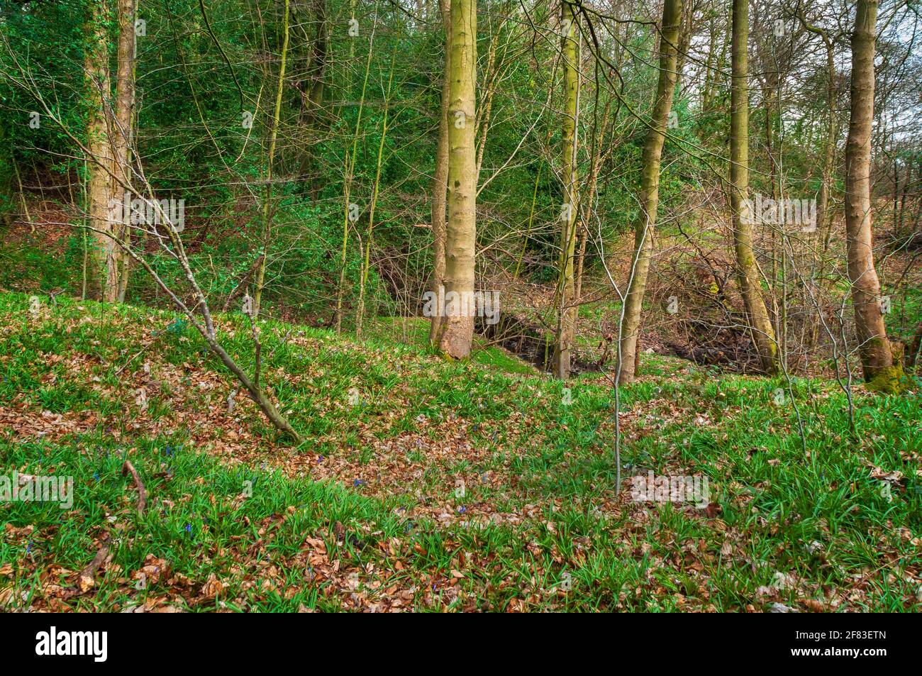 Q-pit for whitecoal production in Newfield Spring Wood, ancient ...