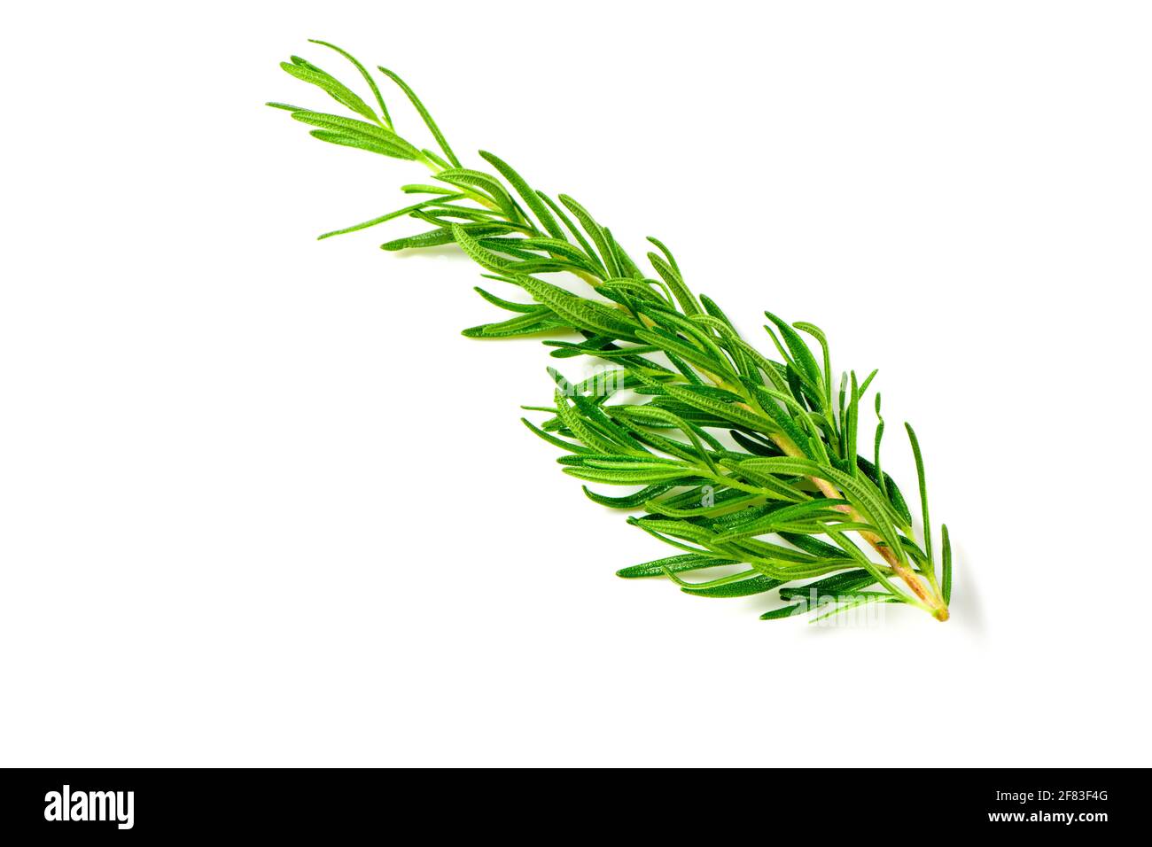 Branch of fresh rosemary isolated on white background. Rosemary is a ...