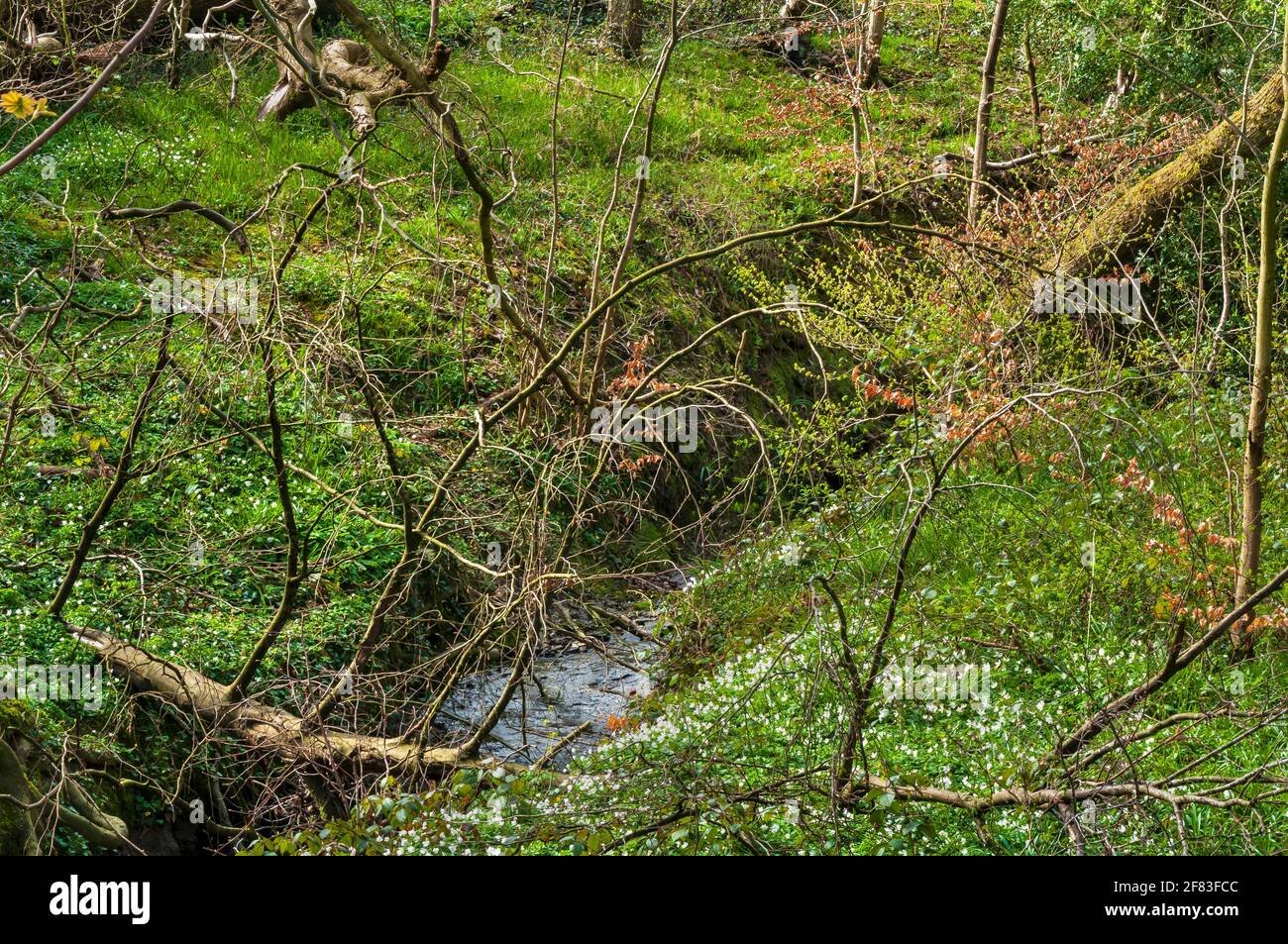 Small stream and tangled vegetation in Newfield Spring Wood, ancient ...