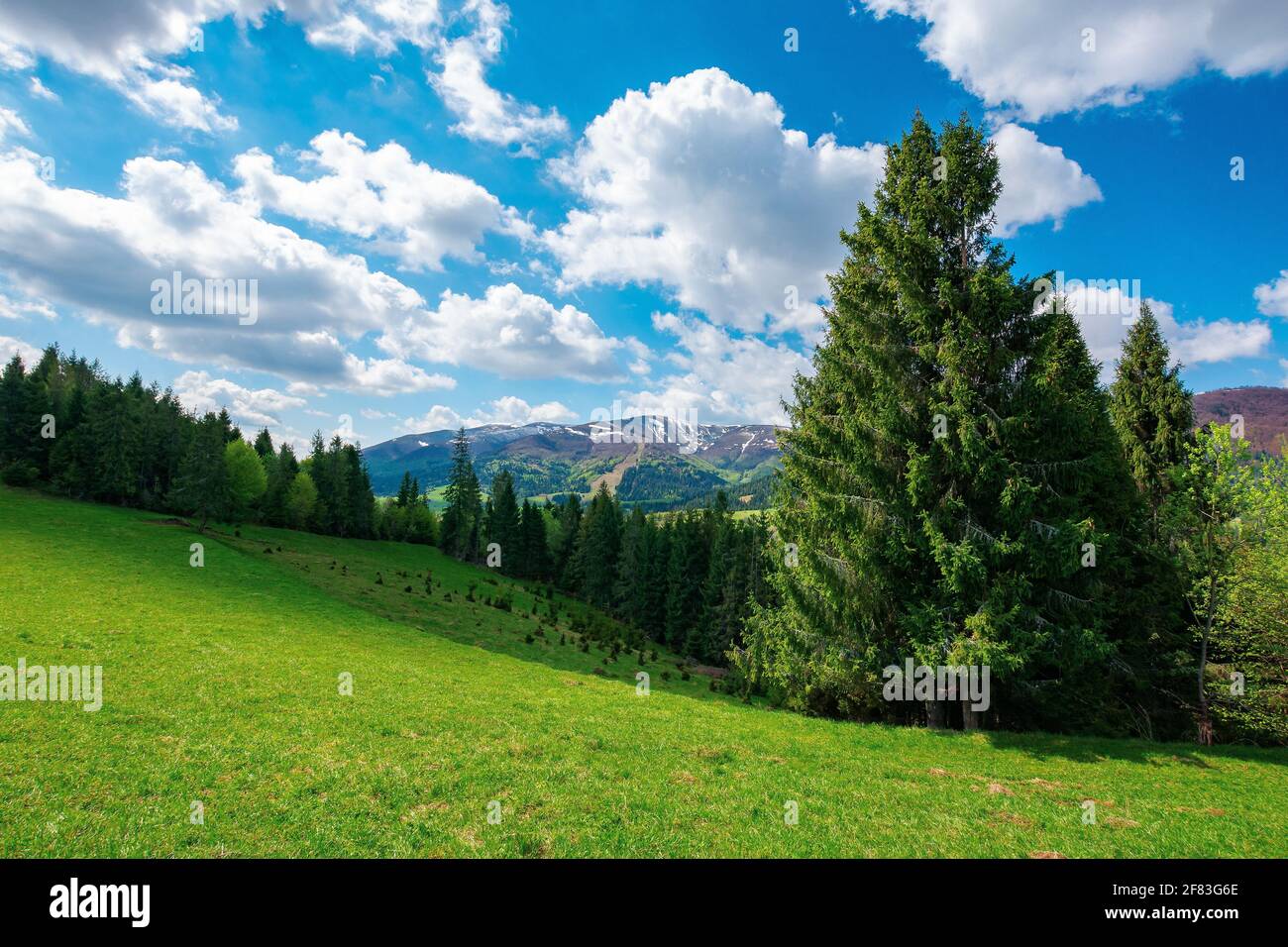 forest on the grassy hill. beautiful nature landscape in spring. snow ...