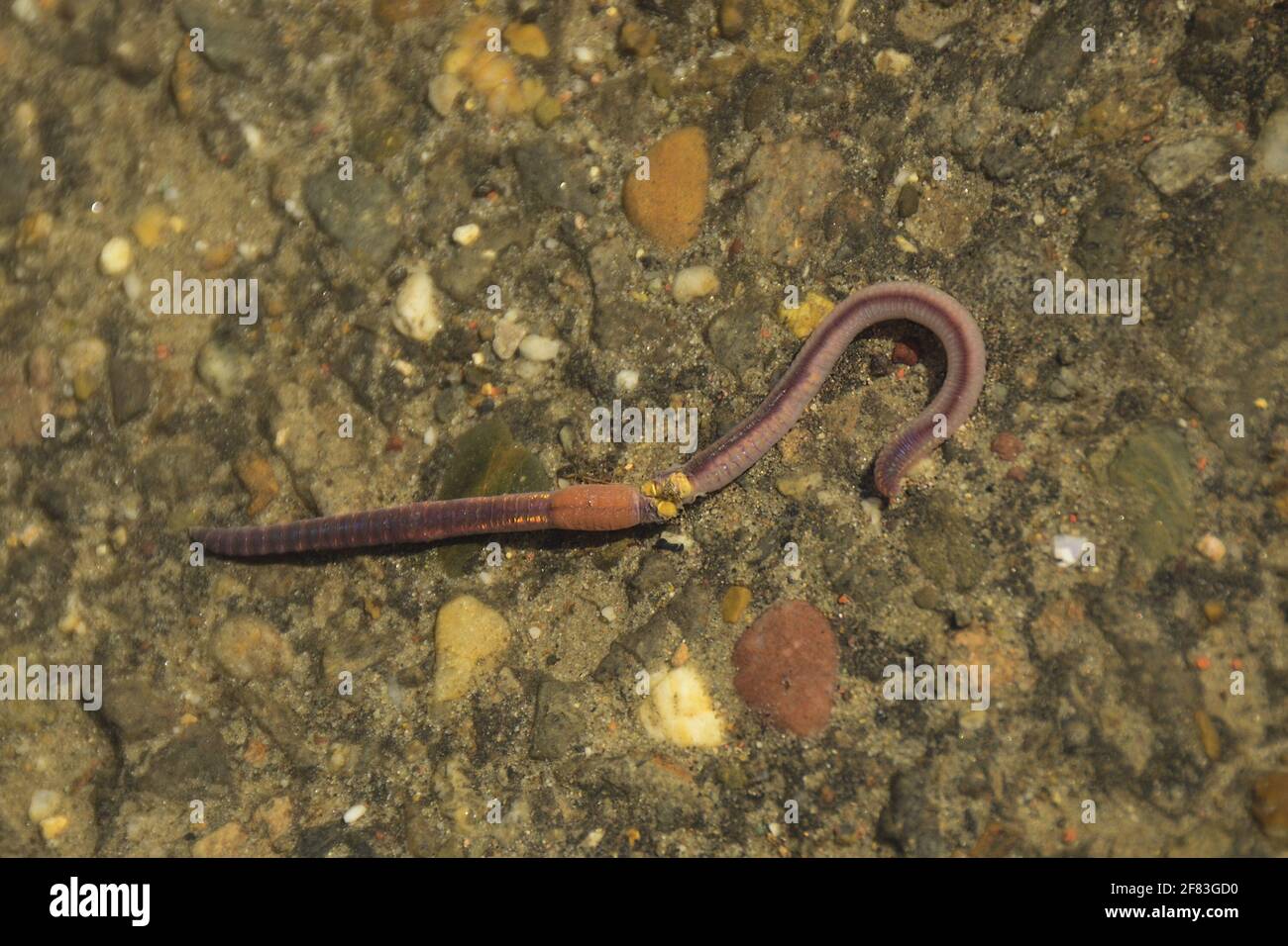 Rainworm hi-res stock photography and images - Alamy