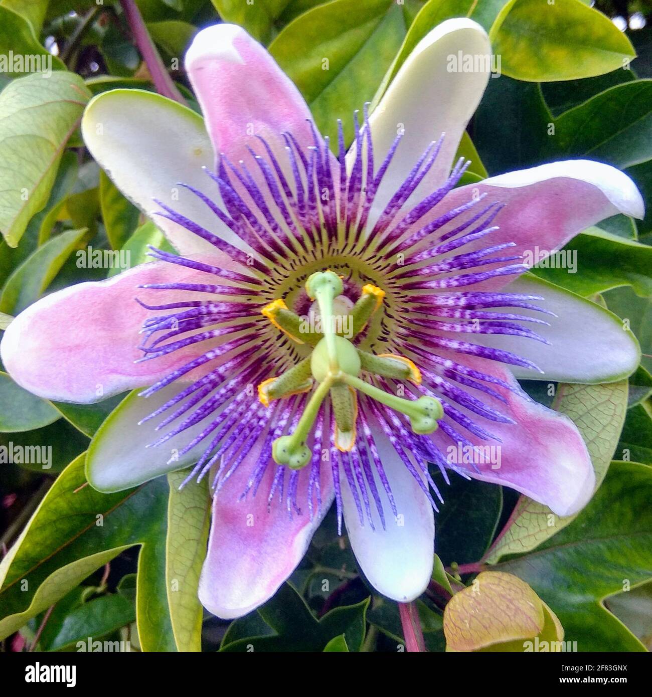 Passiflora botanical illustration hi-res stock photography and images ...
