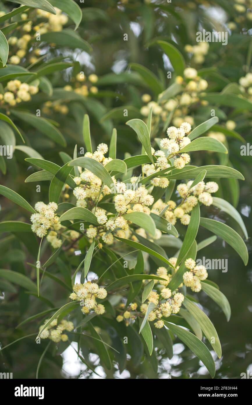 Australian Blackwood (Acacia melanoxylon) blooming flowers on tree ...