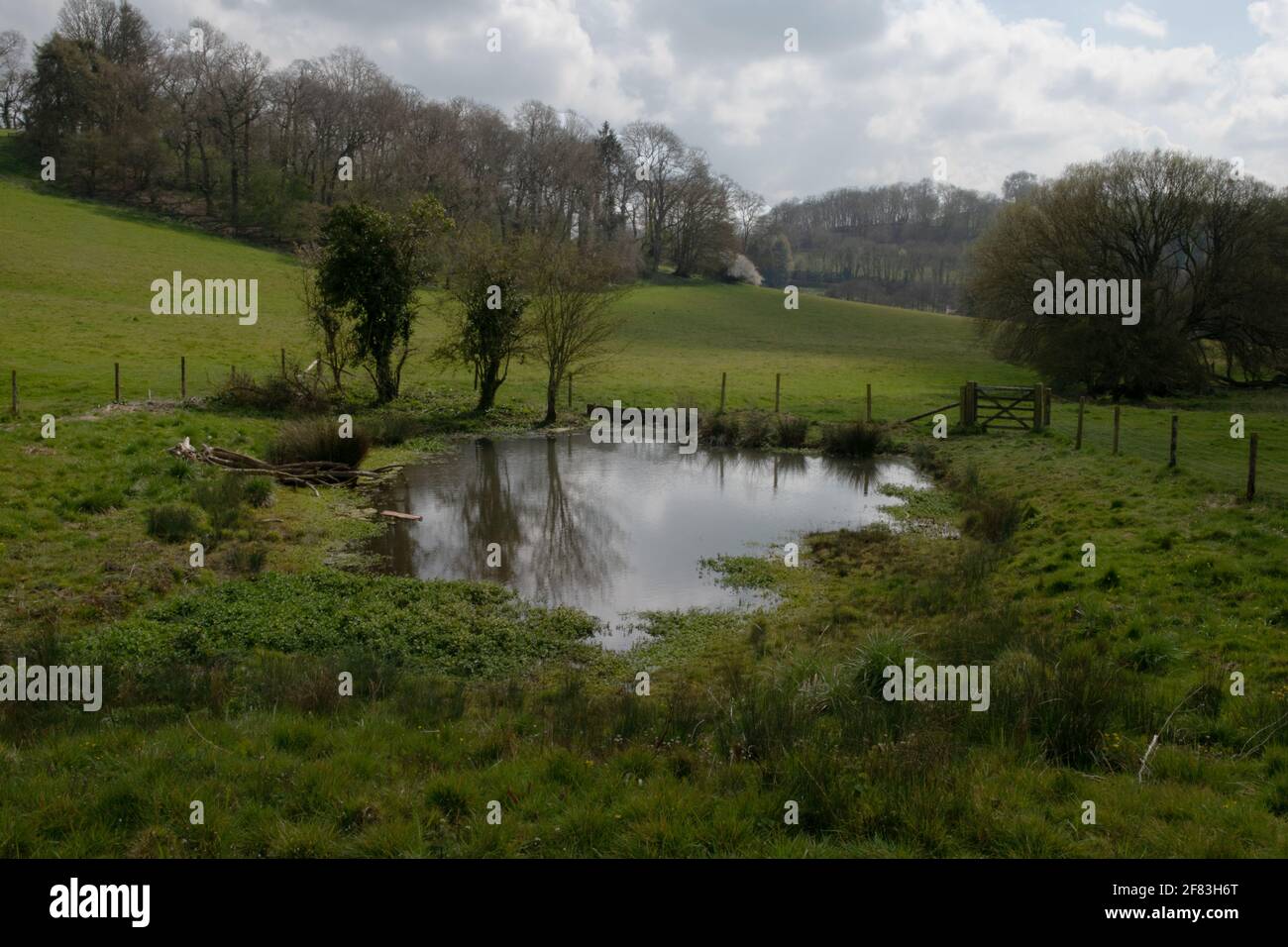 Pond at the site of the medieval village of Witcombe, near Montacute ...