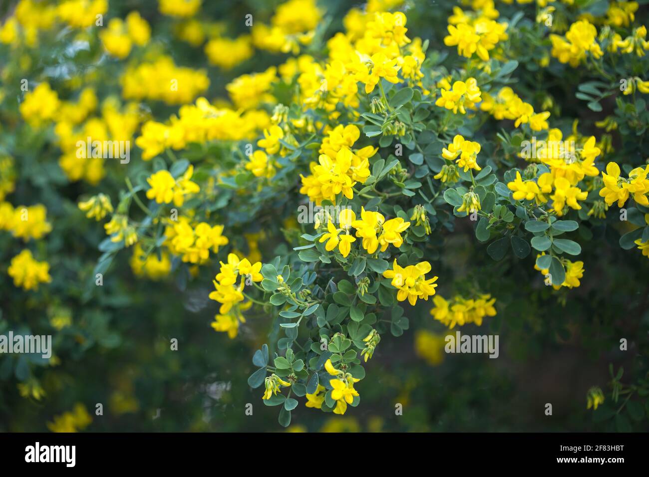 Coronilla valentina, the shrubby scorpion vetch (a species of flowering ...