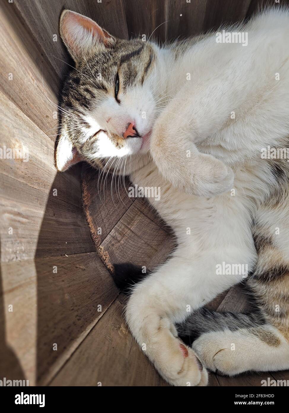 A cat in a whiskey barrel Stock Photo - Alamy