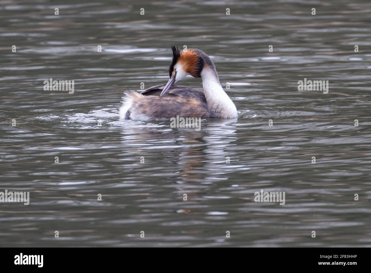 Great Crested Grebe on lake Stock Photo - Alamy