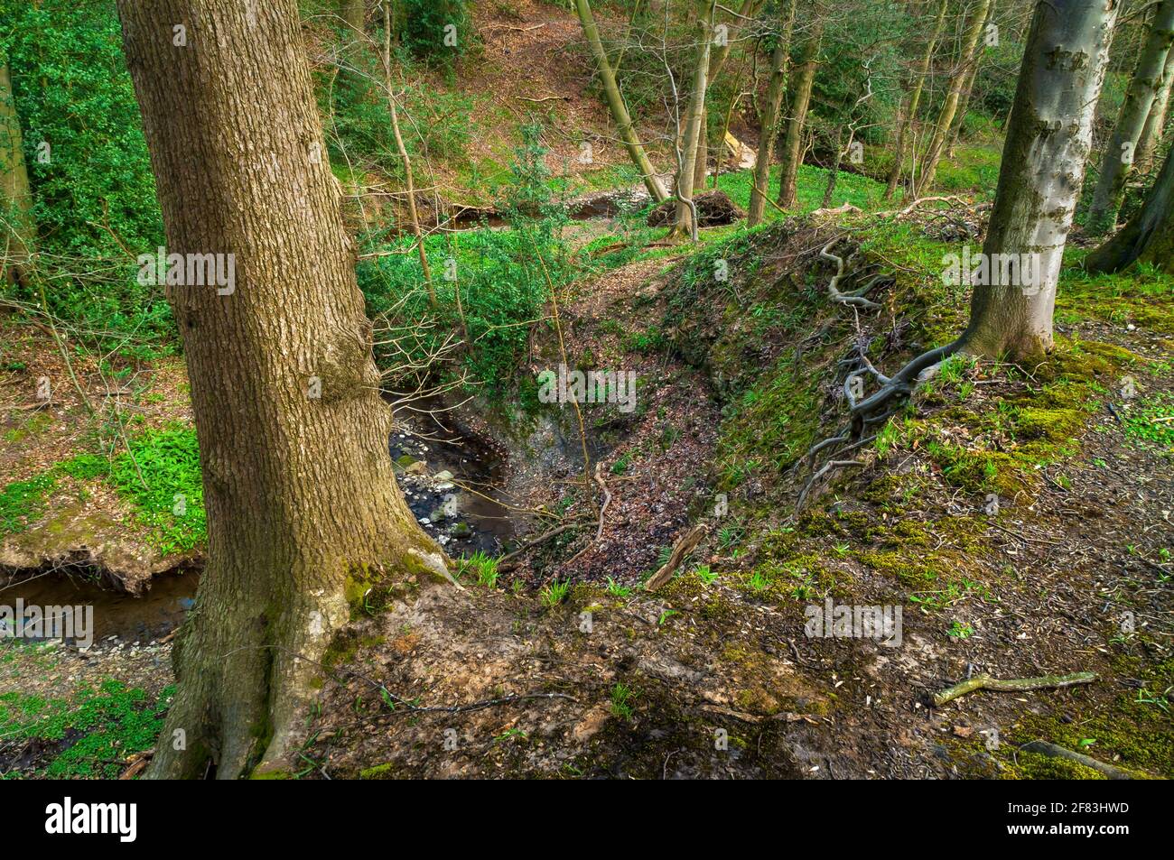 Steep slope over a stream with a faint coal seam outcropping in ...