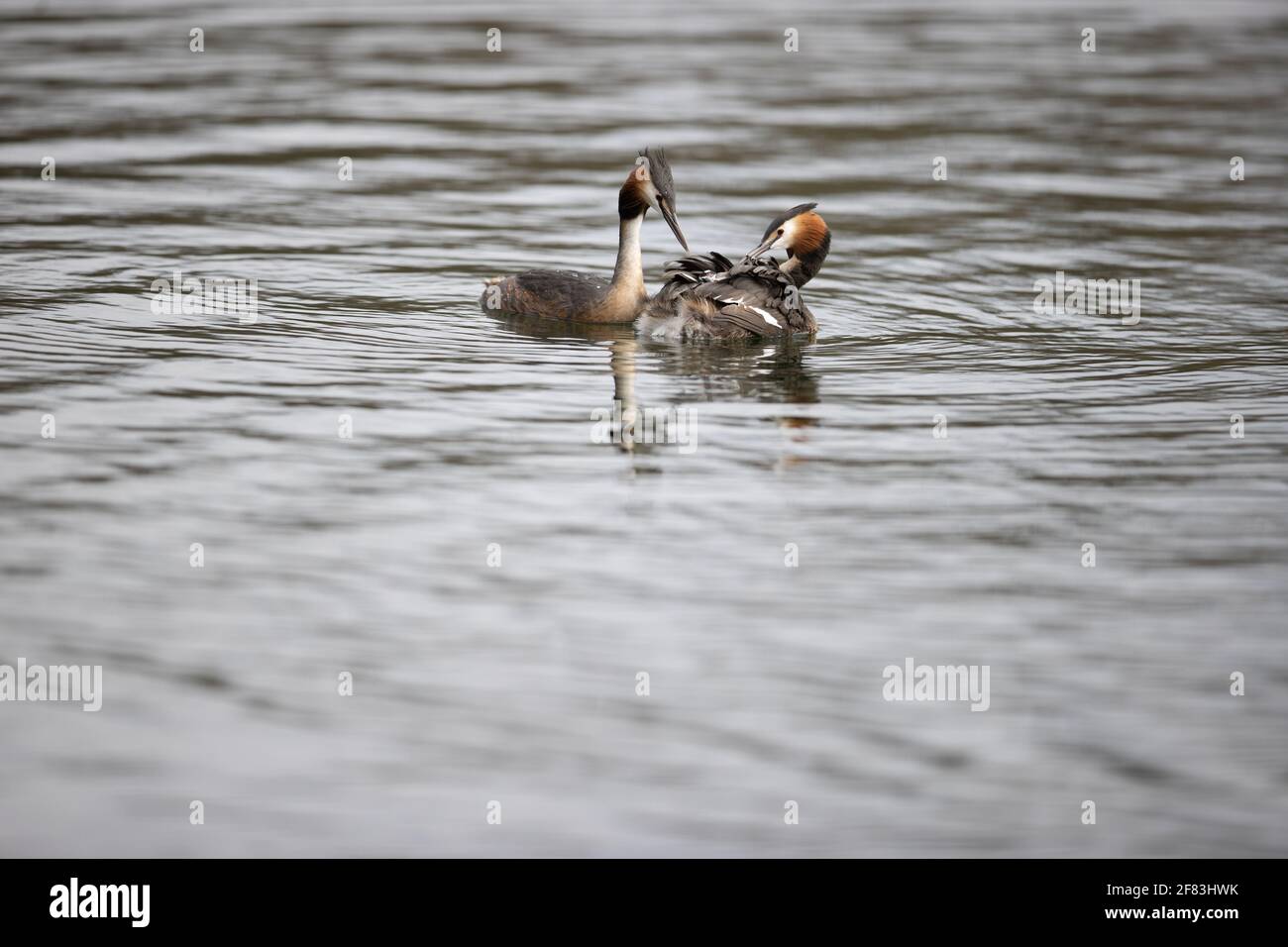Great Crested Grebe on lake Stock Photo - Alamy