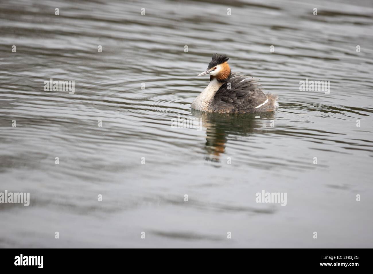 Great Crested Grebe on lake Stock Photo - Alamy