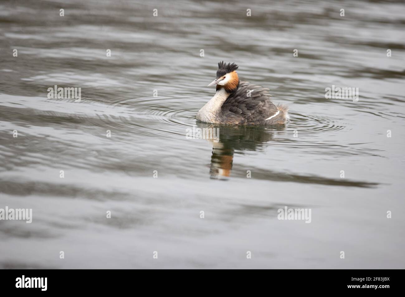 Great Crested Grebe on lake Stock Photo - Alamy