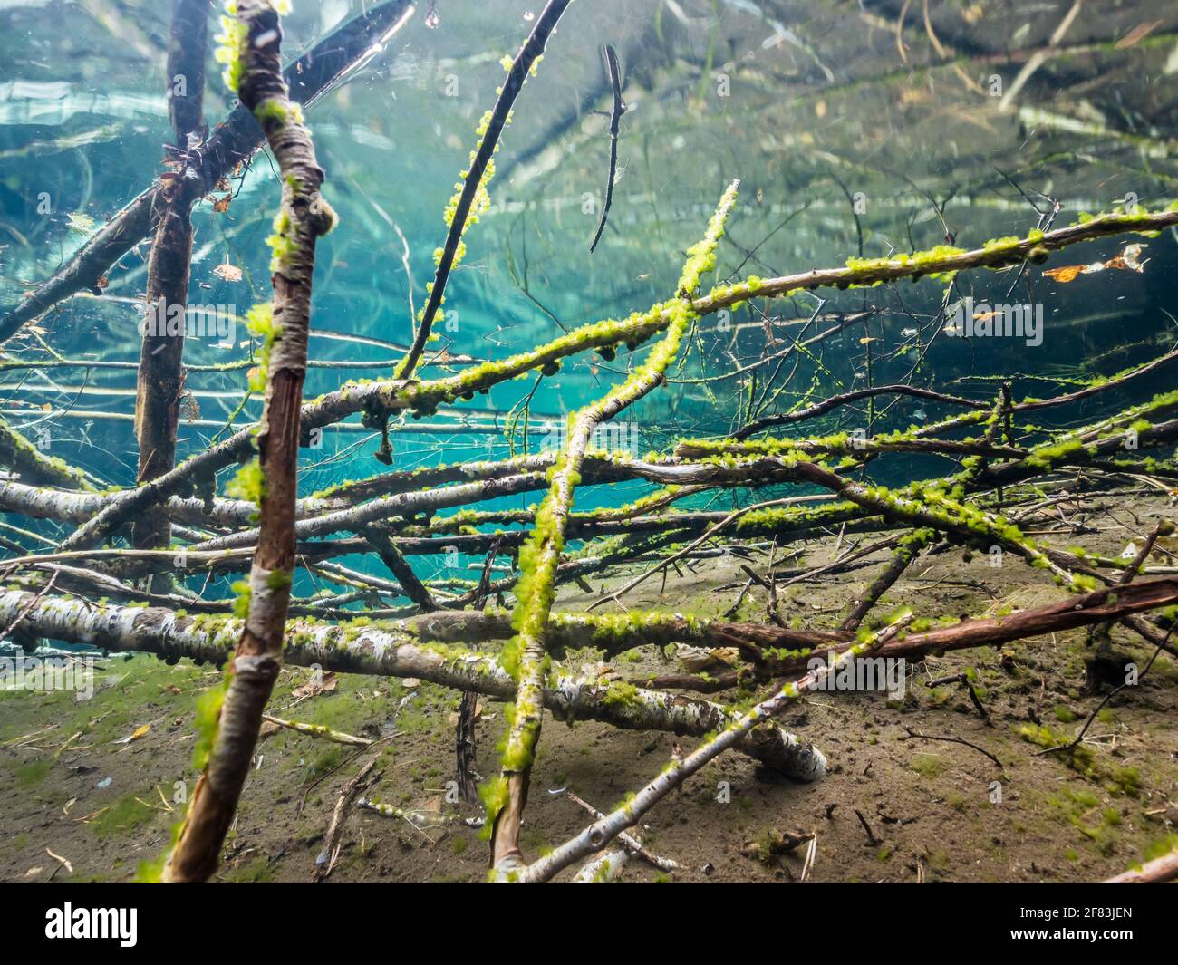 Fallen branches hi-res stock photography and images - Alamy