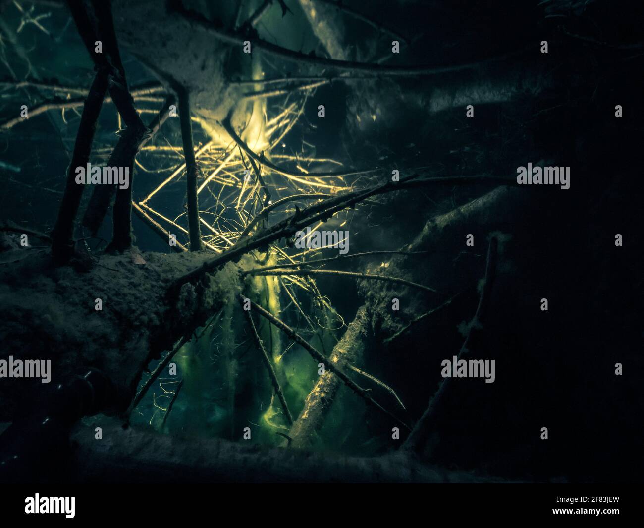 Underwater reflection of trees hi-res stock photography and images - Alamy