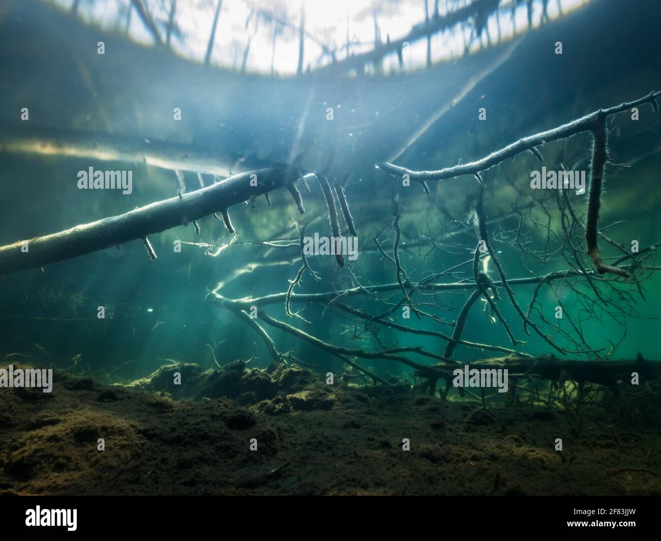 Long exposure underwater view of branches of fallen trees in shore ...