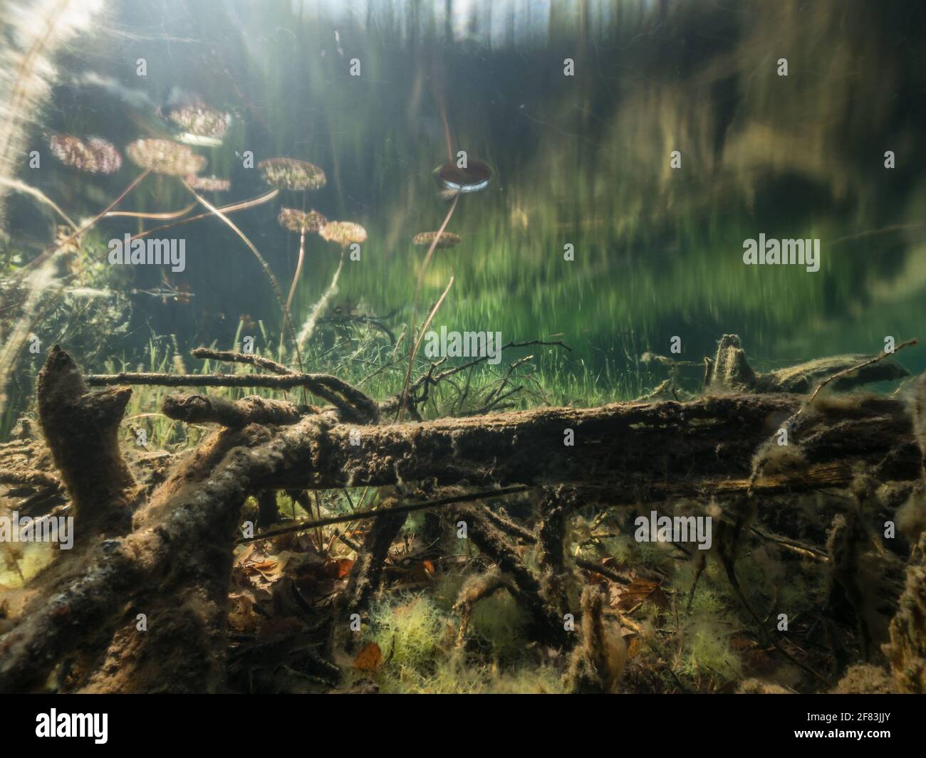 Surface plants underwater hi-res stock photography and images - Alamy