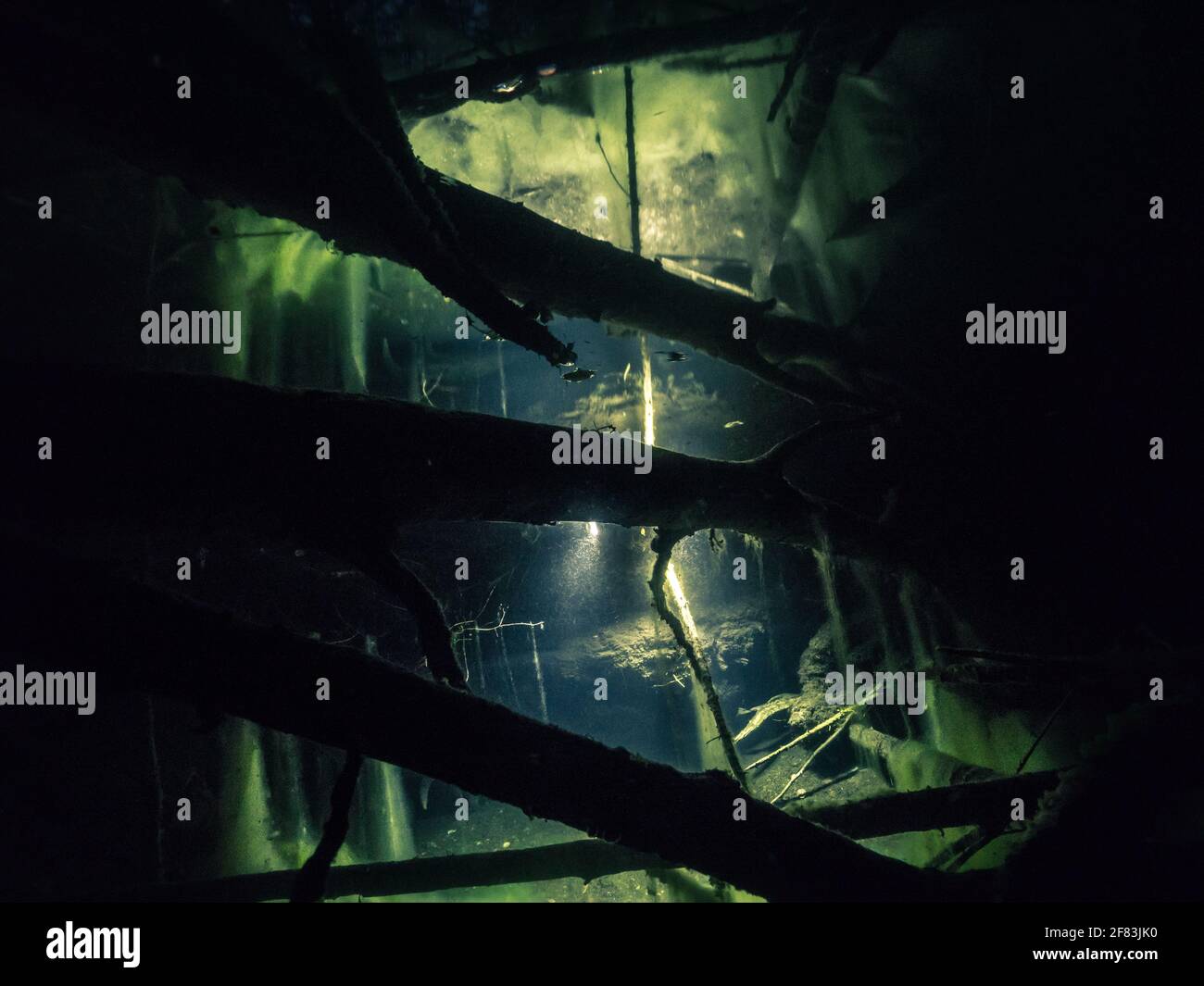 Fallen trees in natural spring pool in night time Stock Photo - Alamy