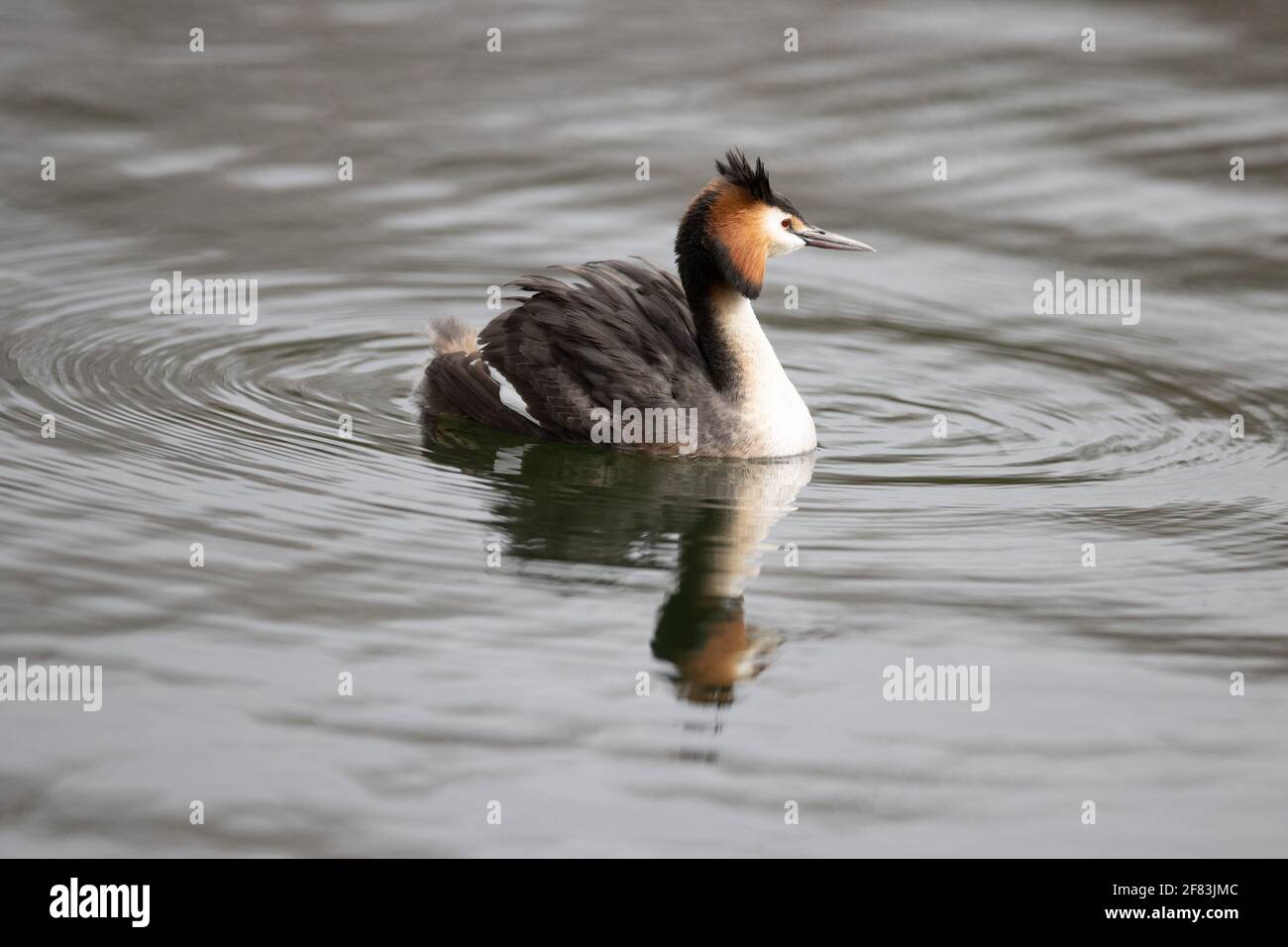 Great Crested Grebe on lake Stock Photo - Alamy