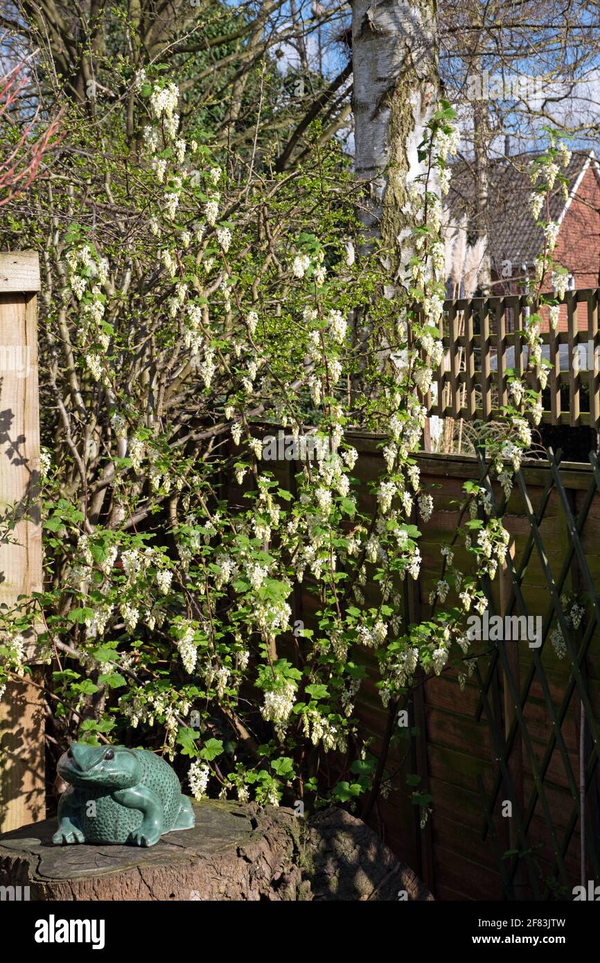 White racemes hi-res stock photography and images - Alamy