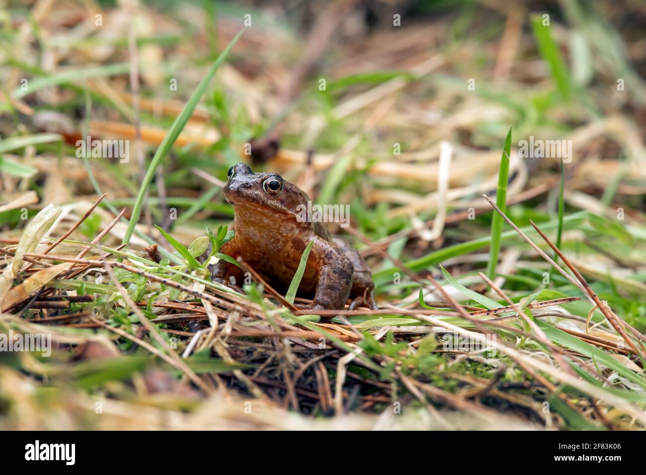 Amphibian scotland hi-res stock photography and images - Alamy