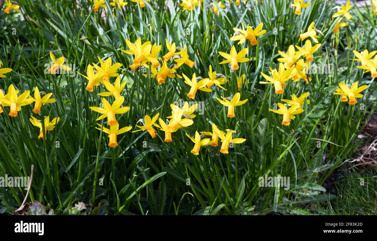 Narcissus cyclamineus jetfire hi-res stock photography and images - Alamy