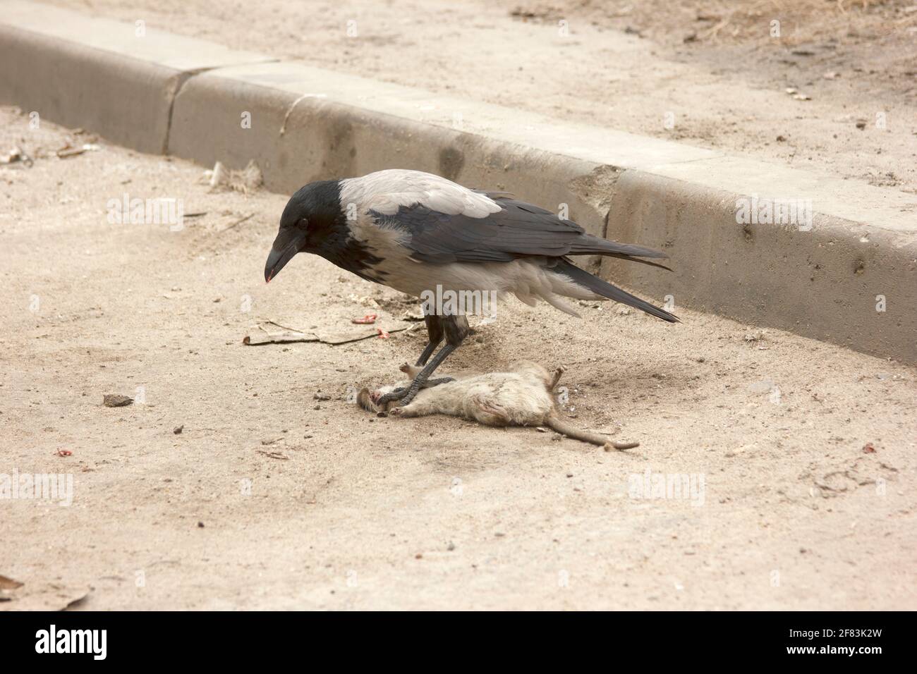 Bird eats dead rodent. Gray crow and gray rat. Corvus corone cornix ...