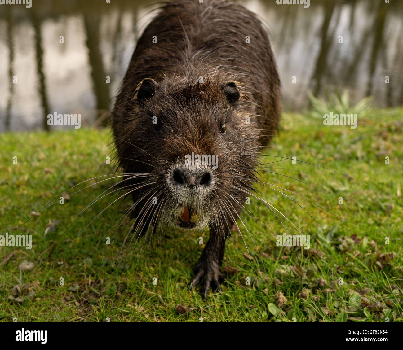 Nutria rat family hi-res stock photography and images - Alamy