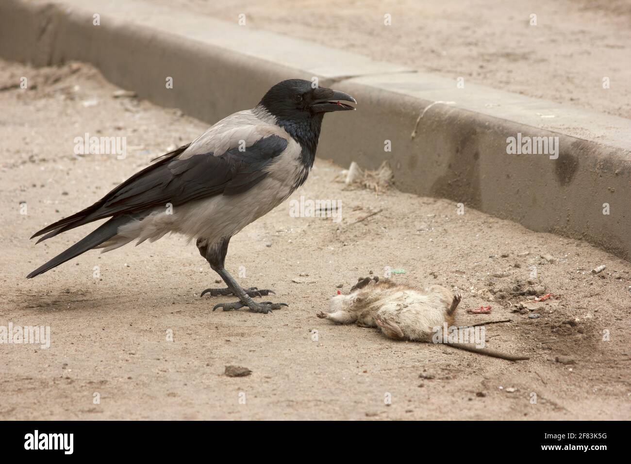 Food chain predator hi-res stock photography and images - Alamy