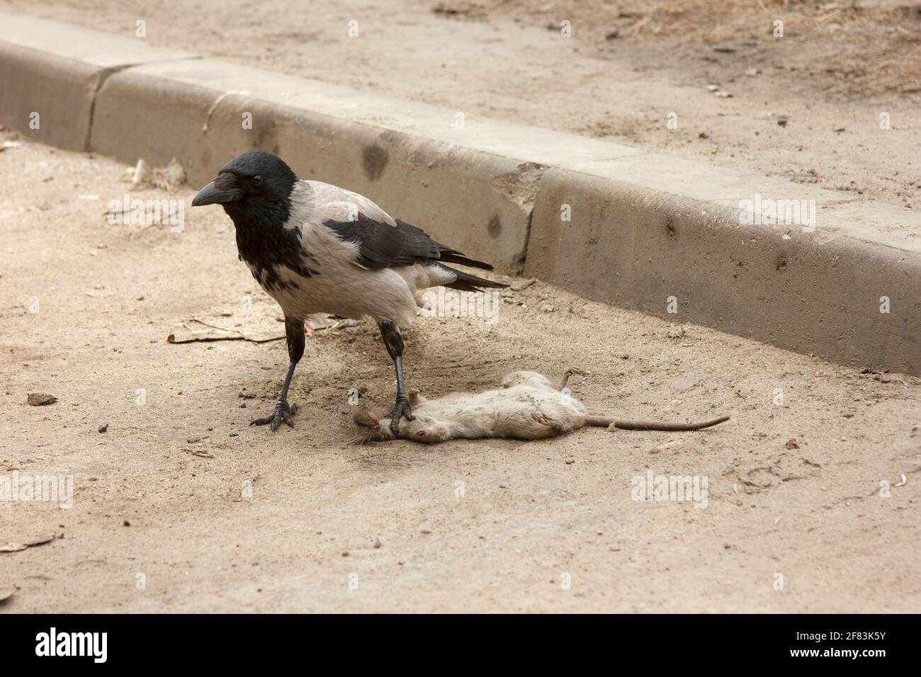 Food chain predator hi-res stock photography and images - Alamy