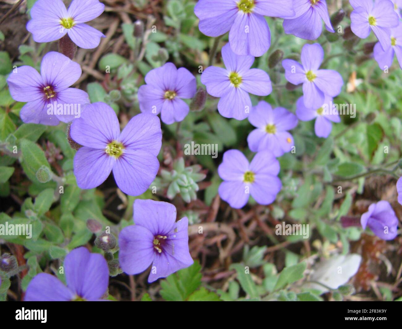 Lesser blue periwinkle common, spring flowers background, traditional ...