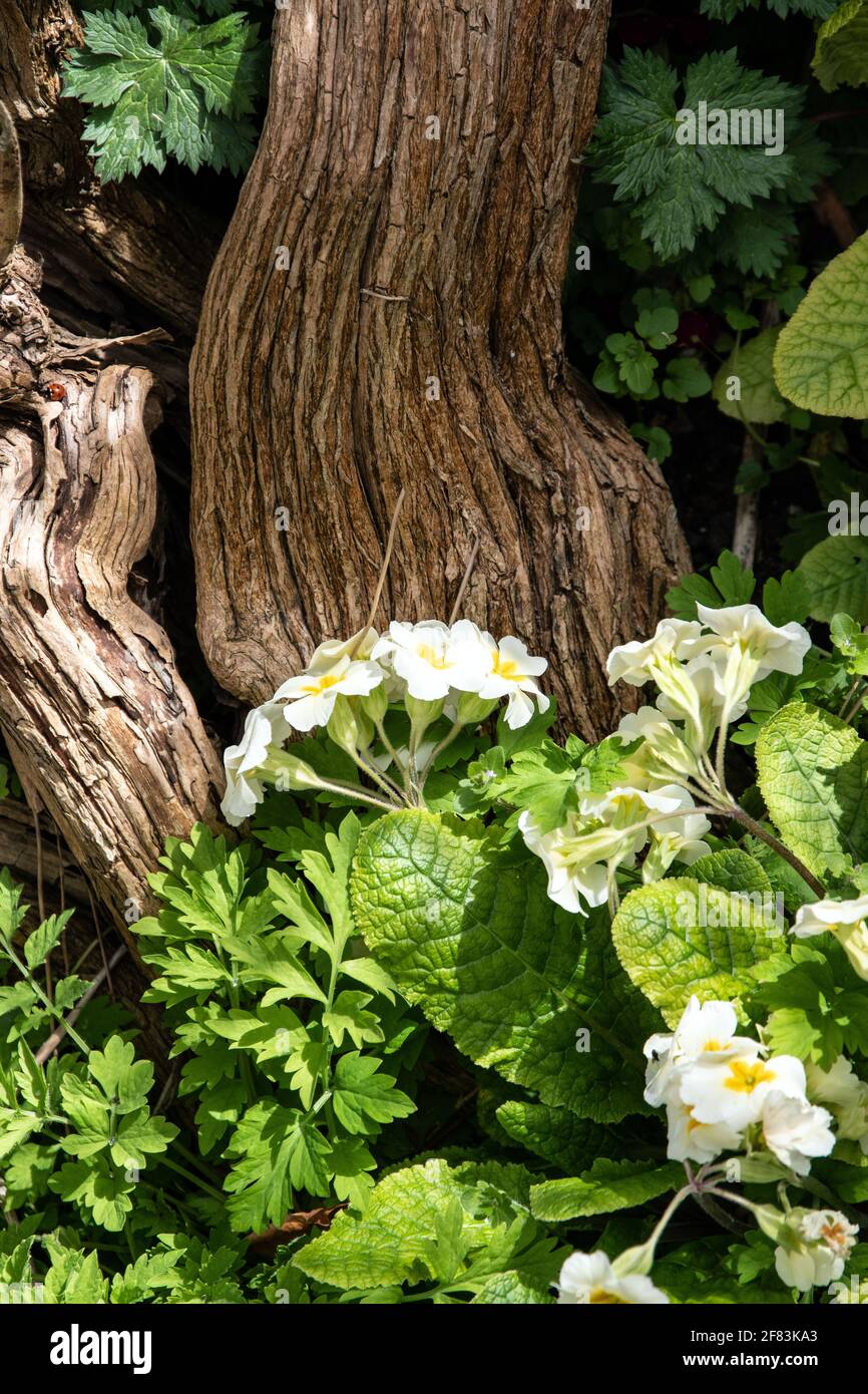 Buddleja davidii 'Harlequin' bark with primroses Stock Photo - Alamy