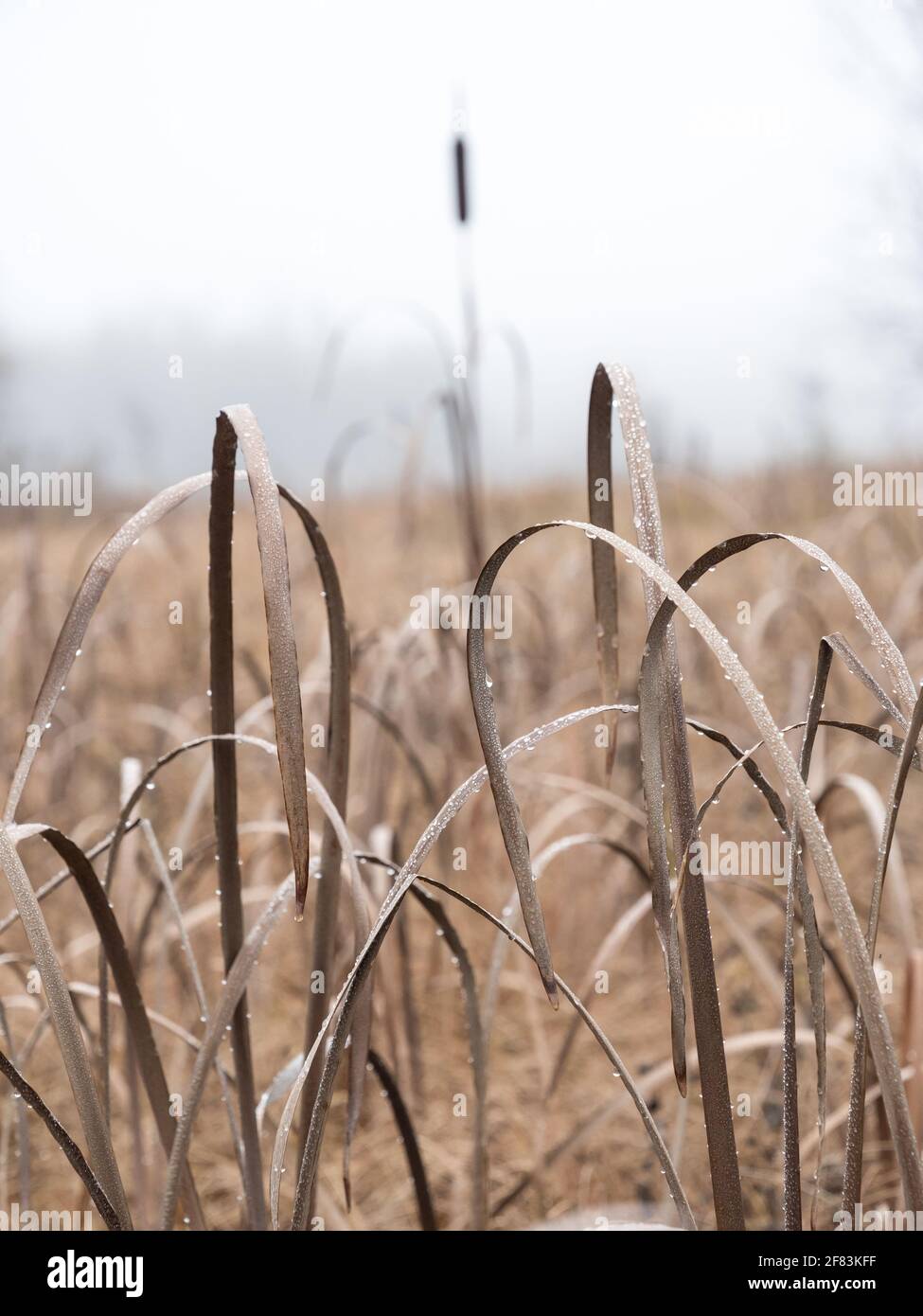 Bulrush leaves hi-res stock photography and images - Alamy