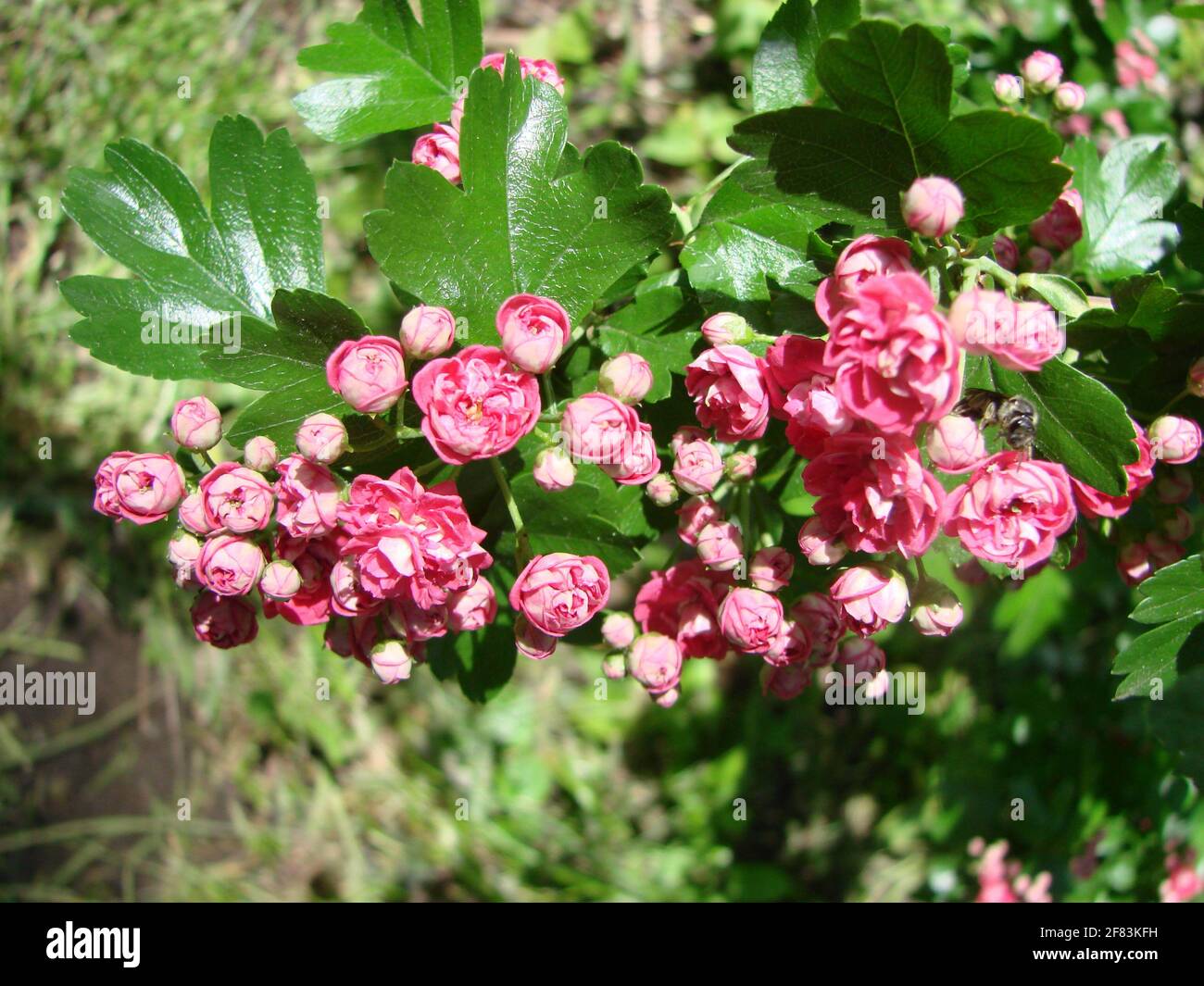 Natural floral background, blossoming of Double pink Hawthorn or ...