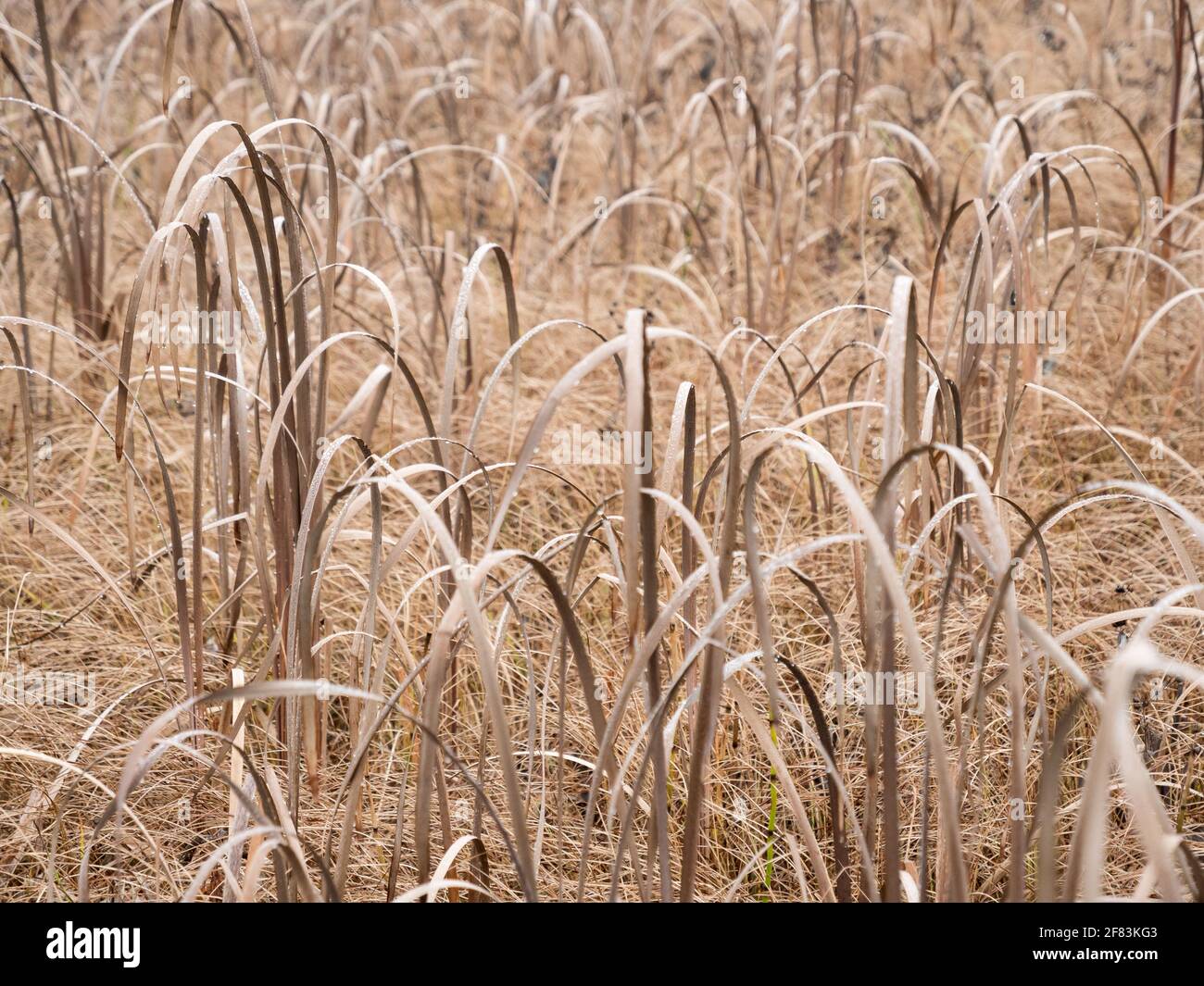Bulrush leaves hi-res stock photography and images - Alamy