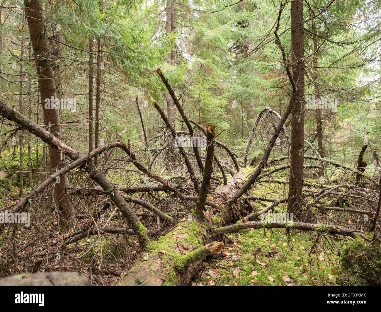 Rotting trees hi-res stock photography and images - Alamy