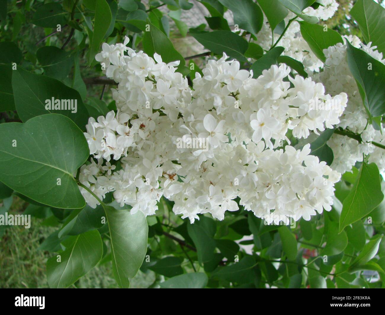 Blossoming common Syringa vulgaris lilacs macro bush white cultivar ...