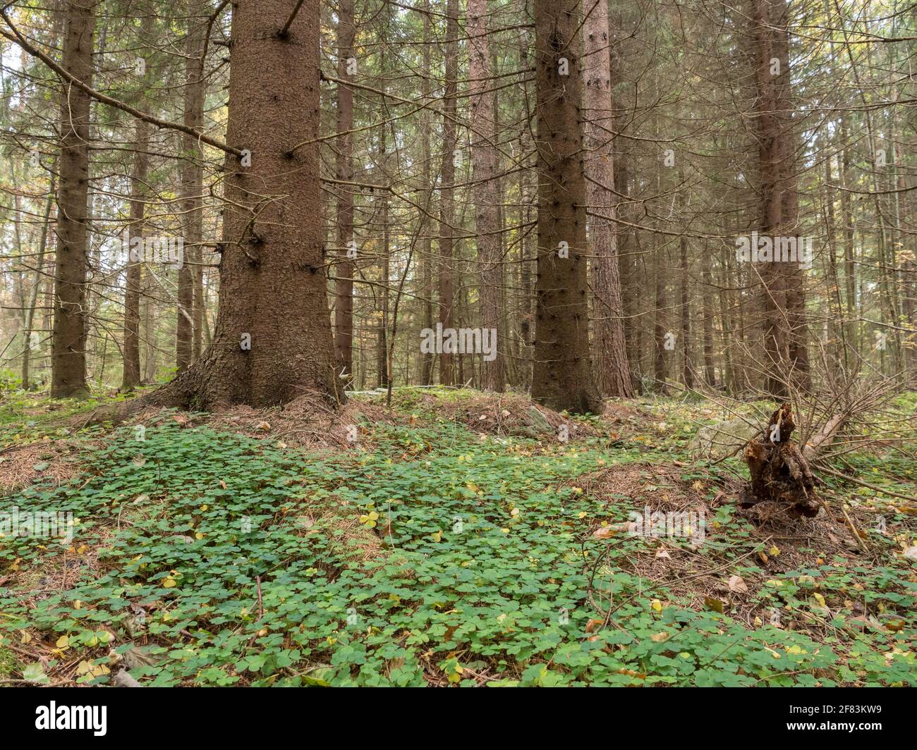 Wood-sorrel plant growing in mesotrophic herb-rich forest Stock Photo ...