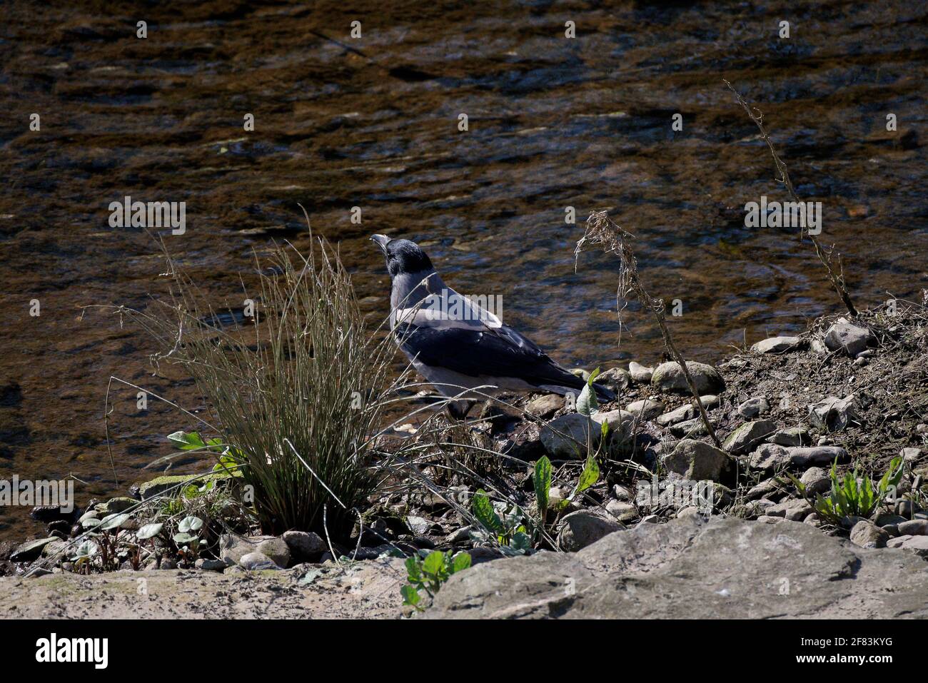 a hooded black crow on a shore with pebbles and grass Stock Photo - Alamy