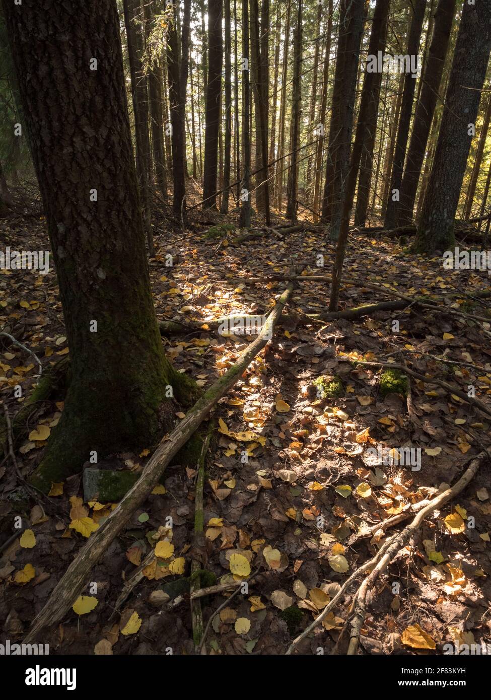 Lime tree forest in autumn Stock Photo - Alamy