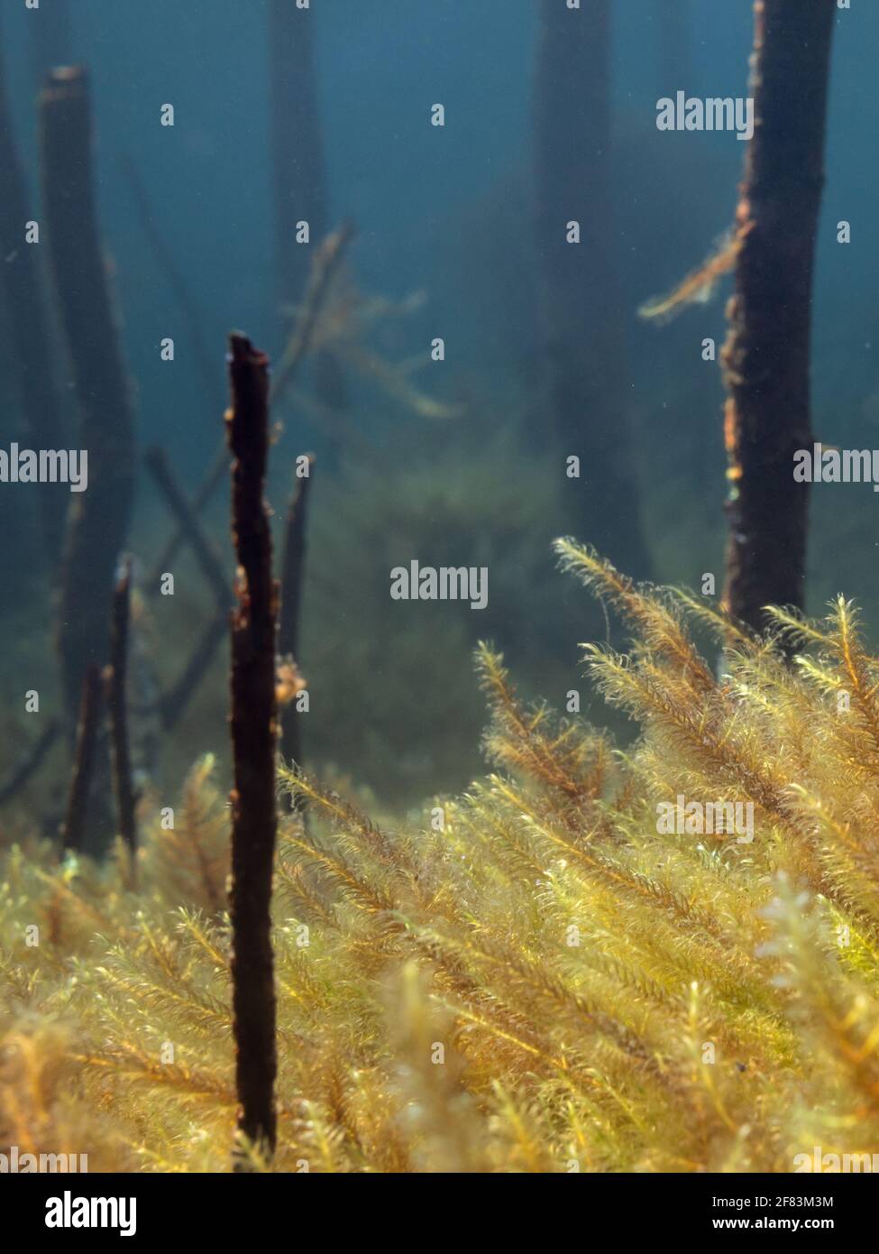 Aquatic moss growing in quarry filled by water Stock Photo - Alamy