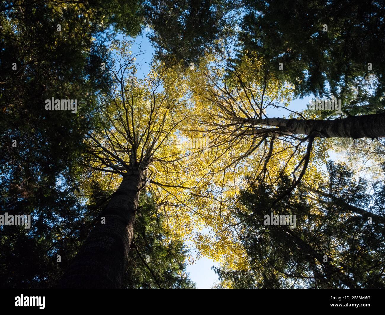 Yellow canopies of aspen trees in boreal forest Stock Photo - Alamy